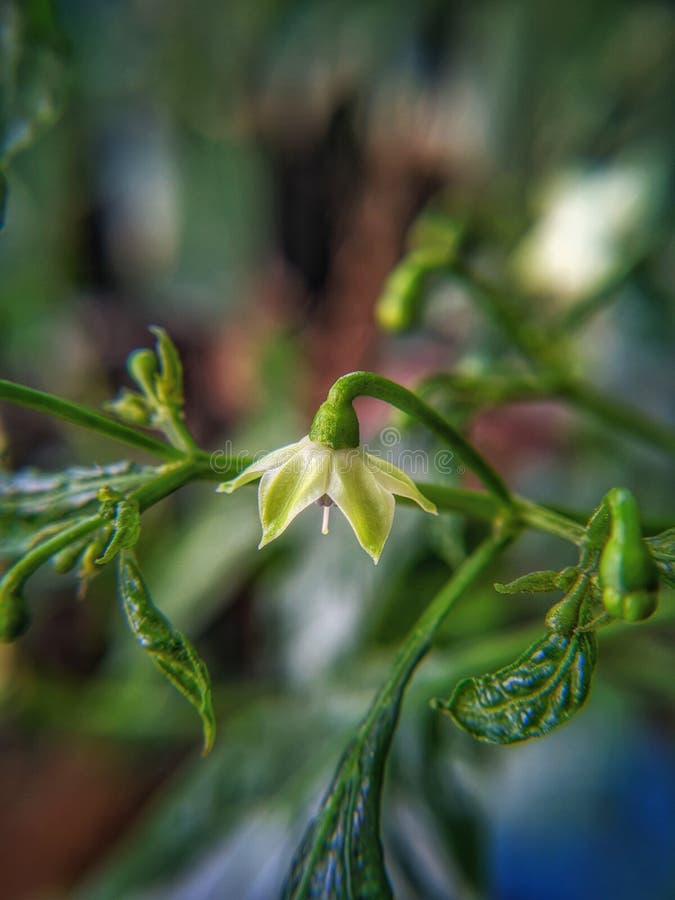 The Green Chili Flower is Beautiful Too Stock Image - Image of herb ...