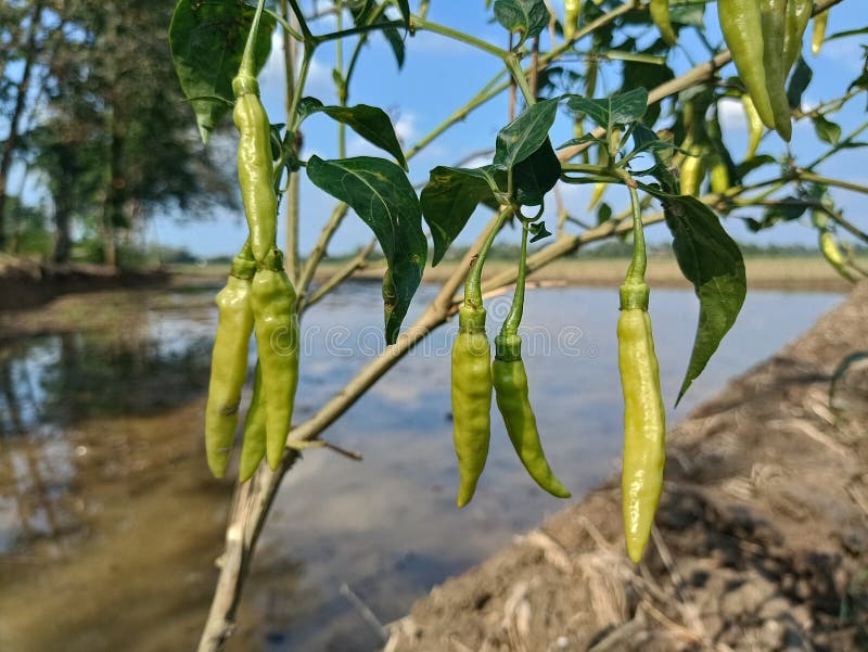 Green Chili Fruit Hangs on the Stalk of the Tree Stock Photo - Image of ...