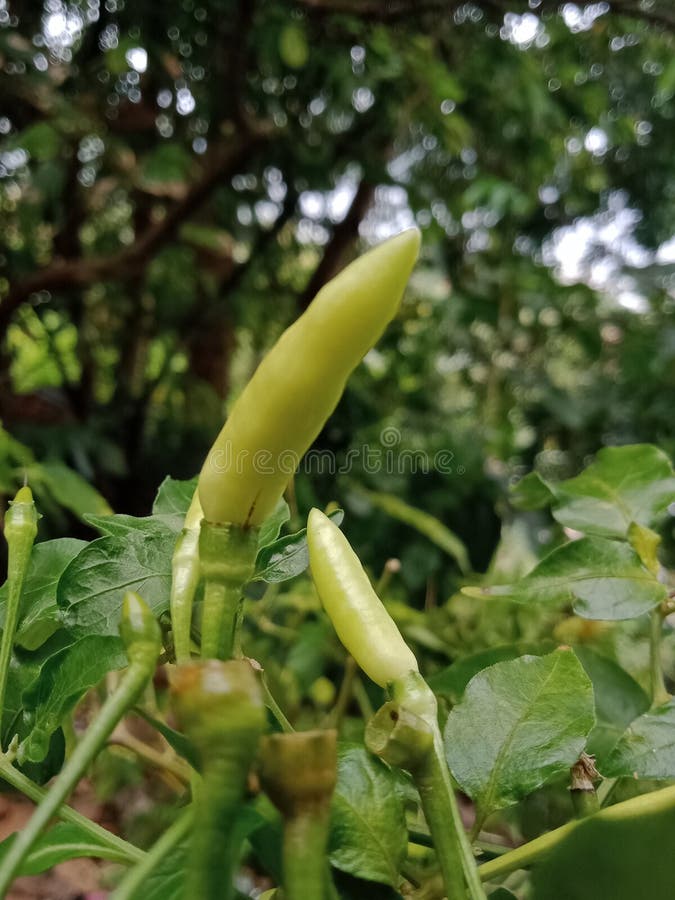 Green Chili, GrowingLittle Chili ,in the Graden Stock Image - Image of ...