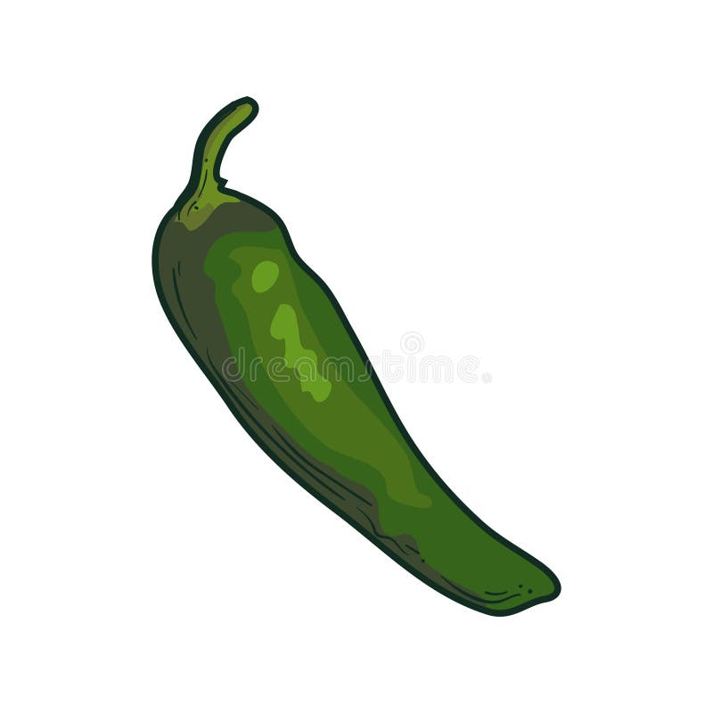 Green chili pepper stock vector. Illustration of ingredient - 273096546