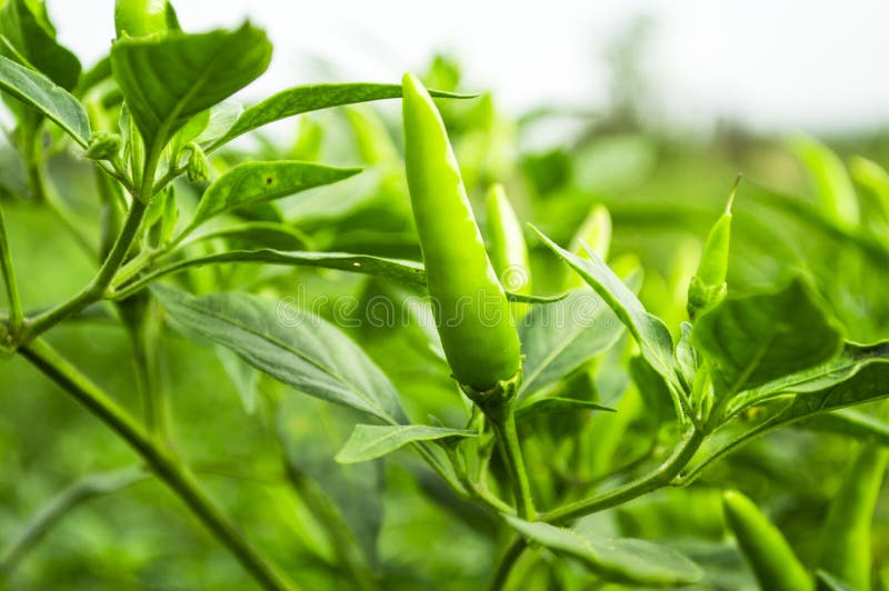 Green Chili Pepper on the Tree Stock Image - Image of harvest, nature ...