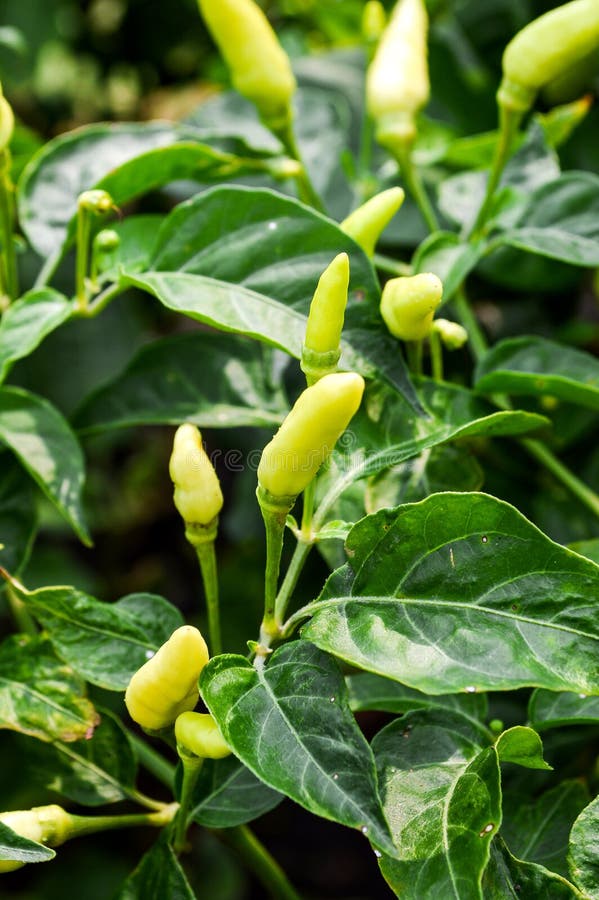 Green chili pepper stock photo. Image of fresh, leaves - 55664226