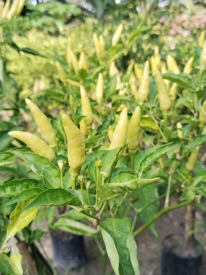 Green Chili Plants. Chili Tree. Greene Cayenne Pepper Stock Photo ...