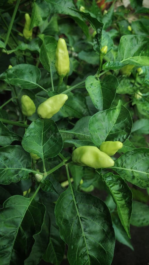 Green chili tree stock image. Image of leaf, indonesian - 252379981