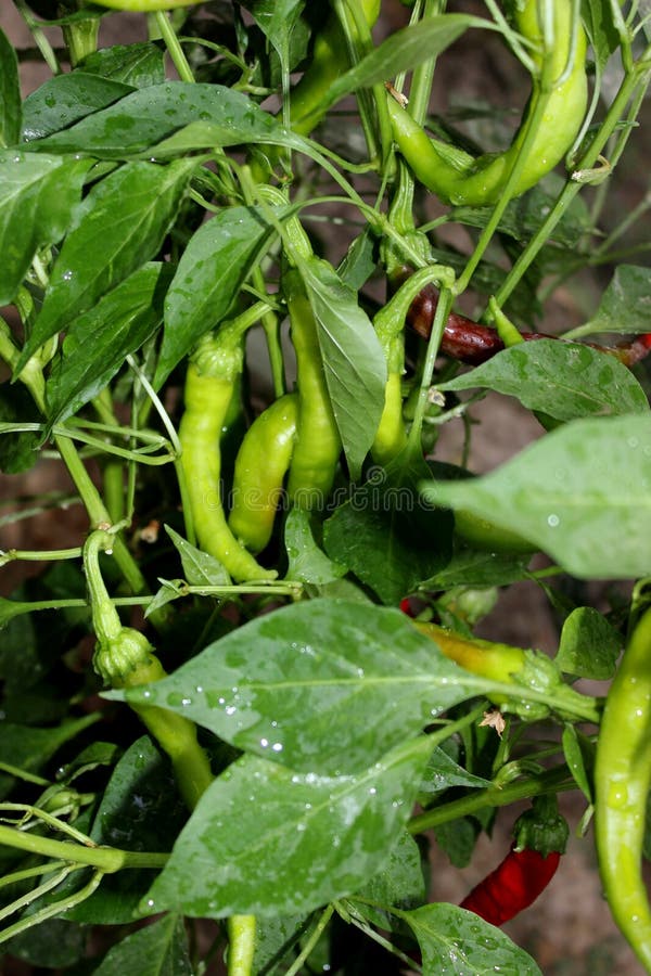 5,782 Green Chilli Tree Stock Photos - Free & Royalty-Free Stock Photos ...