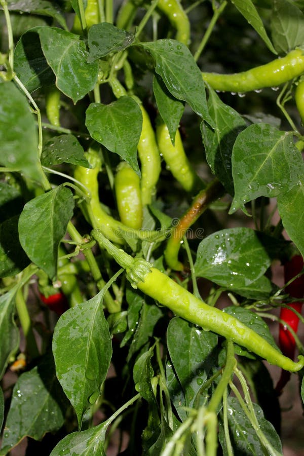 5,782 Green Chilli Tree Stock Photos - Free & Royalty-Free Stock Photos ...