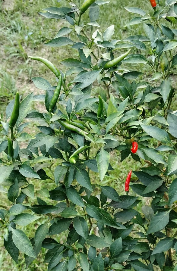 Green Chili Tree on the Ground Stock Photo - Image of ground, tree ...