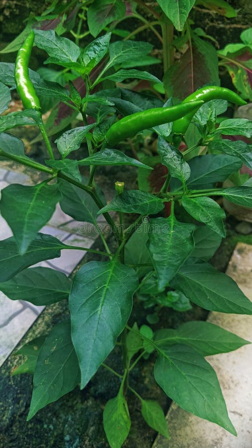 Green Chili Tree Growing Behind the House Stock Image - Image of chili ...