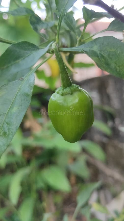 Green chili tree stock photo. Image of flower, food - 287600788