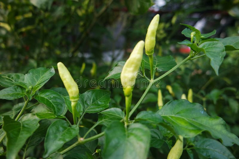 Green Chili Tree in the Morning at Field Stock Photo - Image of botany ...
