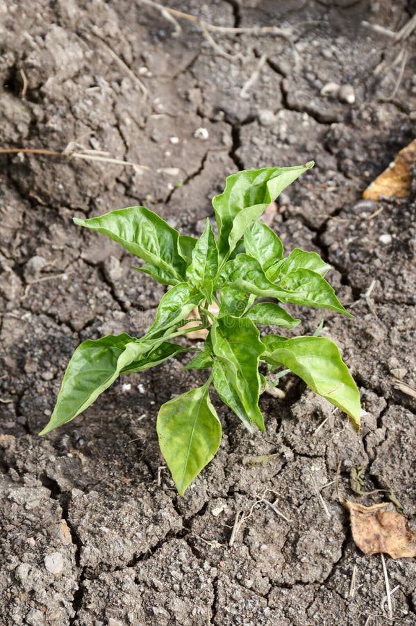 Green Chili Tree in Nature Garden Stock Photo - Image of spice ...