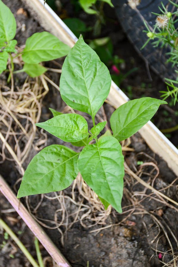 Green Chili Tree in Nature Garden Stock Photo - Image of crop ...