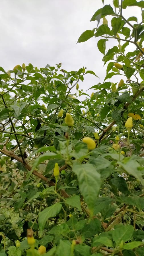 Green Chili Tree Which is Useful for Making Hot Chili Sauce Stock Photo ...