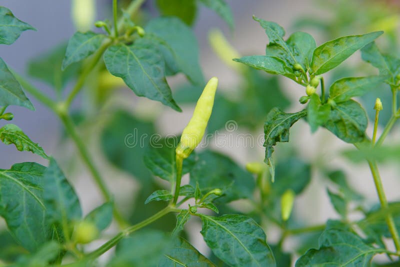 Green Chili Tree with Young Fruit Stock Photo - Image of fruit, chili ...