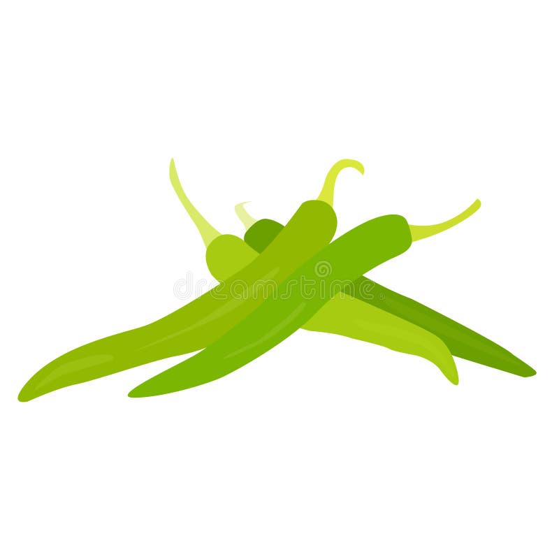 Green chili vector stock vector. Illustration of chili - 43265884
