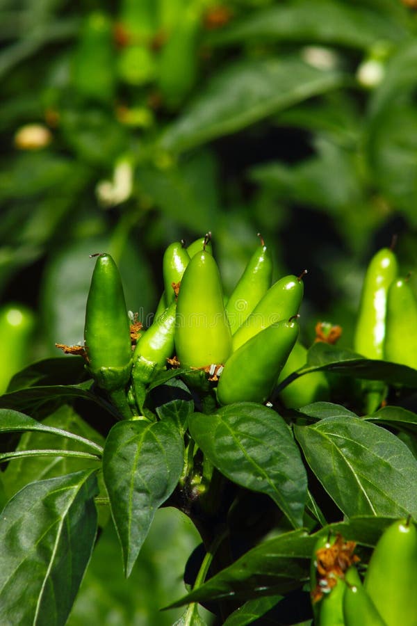 Green chilli stock photo. Image of ingredient, fresh - 27129456