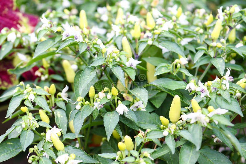 Green Chilli in Cameron Highland, Malaysia Stock Image - Image of green ...