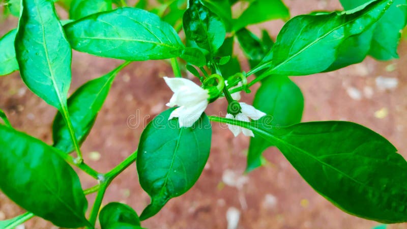 Green Chilli Capsicum Flower with Green Leaves Stock Image - Image of ...