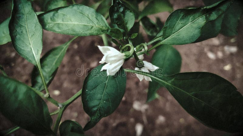 Green Chilli Capsicum Flower with Green Leaves Stock Image - Image of ...