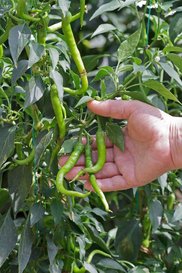 Green Chilli Crop stock image. Image of environmental - 30768227