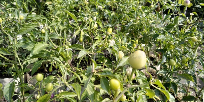 Green Chilli Different Type Stock Photo - Image of evergreen ...