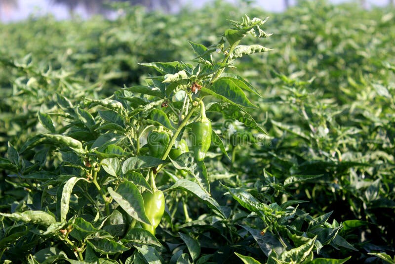 Green chilli field stock image. Image of strong, pungent - 32141107