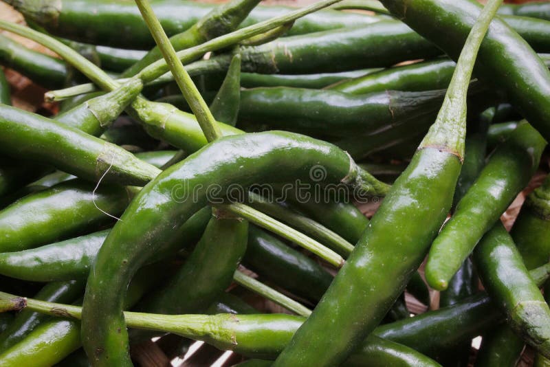 Green chilli so fresh stock photo. Image of green, fresh - 135677970