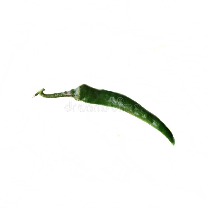 Single chilli on a bush stock image. Image of nature - 21883599