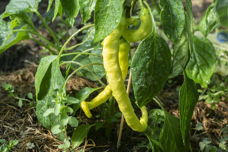 Young Green Chilli Fruit on a Bush Stock Image - Image of properties ...