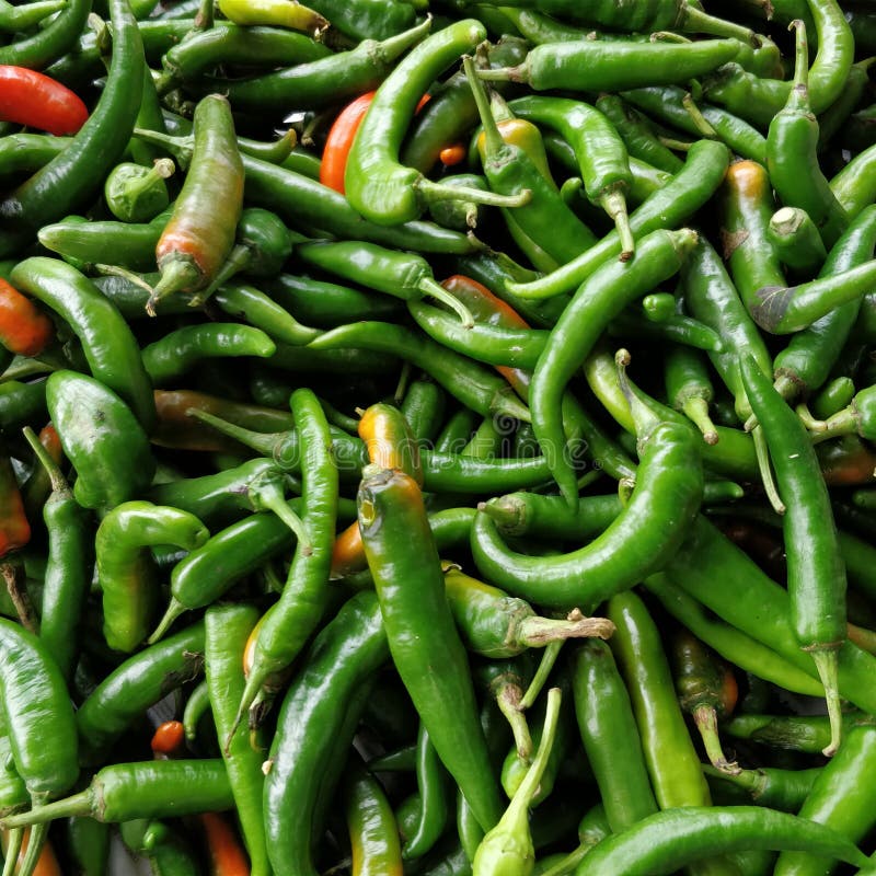 Red chilli stock photo. Image of chilli, ingredients - 105553612