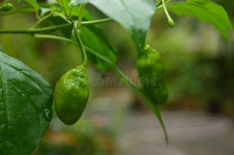 Chilli Macro Photo stock image. Image of dried, macro - 251842071