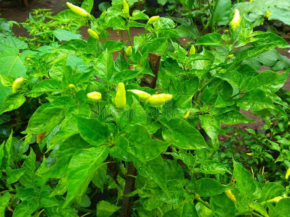 The green chilli paper stock image. Image of chilli - 168144913