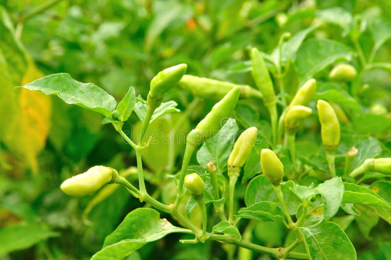 Green chilli papper plant stock photo. Image of agriculture - 27739808