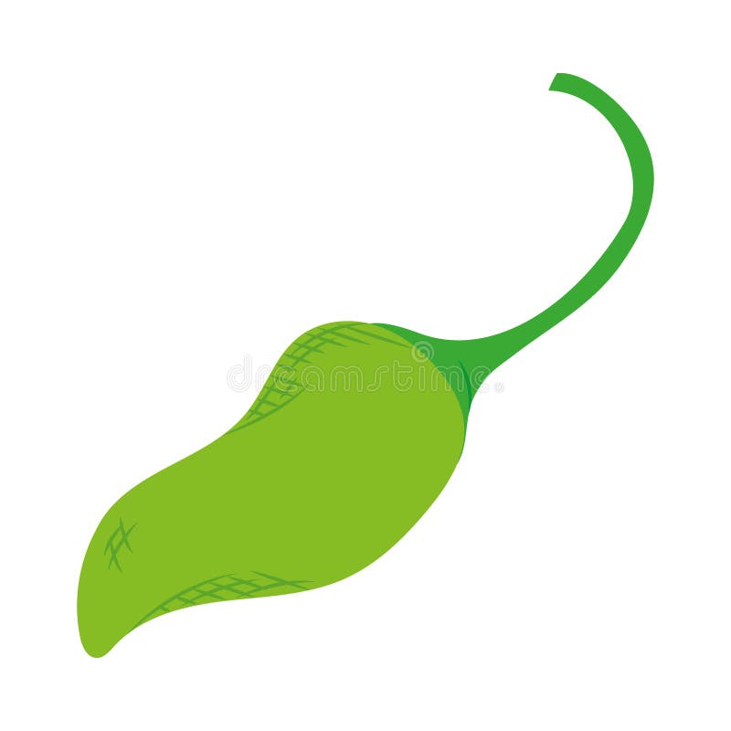 Green Chilli Pepper Vegetable Stock Vector - Illustration of vector ...