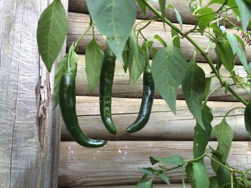 Green chilli stock photo. Image of green, vegetables - 42924972