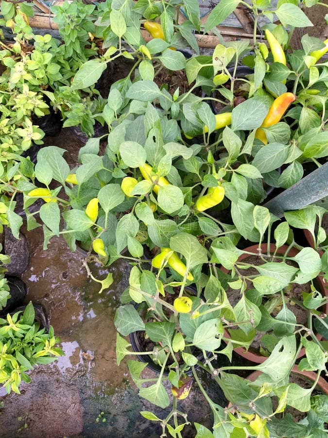 Green Chilli Plants in the Field Stock Photo - Image of green, field ...