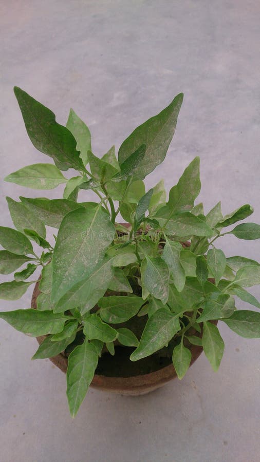 Green Chilli Plants in the Pot Stock Photo - Image of plants, chilli ...