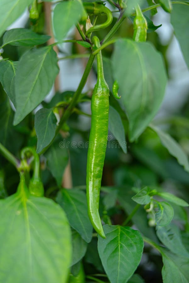 Green Chilli Ready To Be Harvested.. Stock Photo - Image of background ...