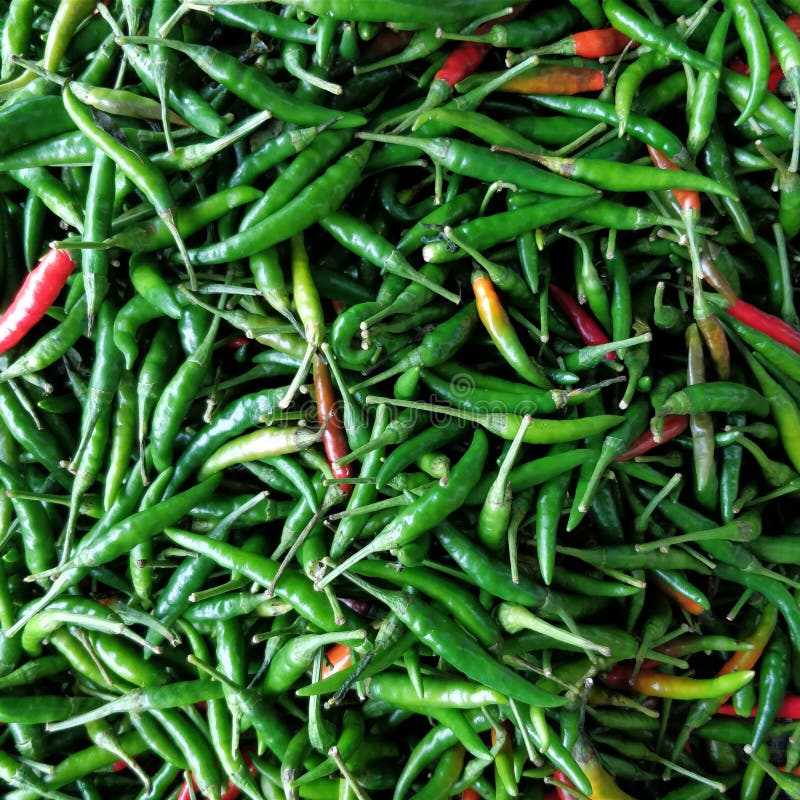 Green chilli stock photo. Image of vegetables, spicy - 105559468