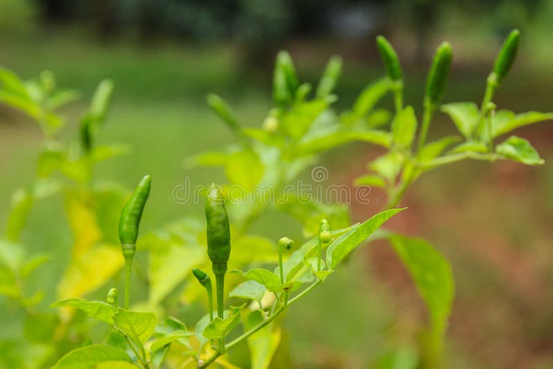 Green chilli stock photo. Image of chilli, nature, sunny - 46896010