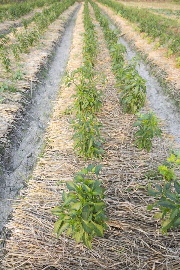 Green Chilli tree stock photo. Image of tree, agriculture - 172978614