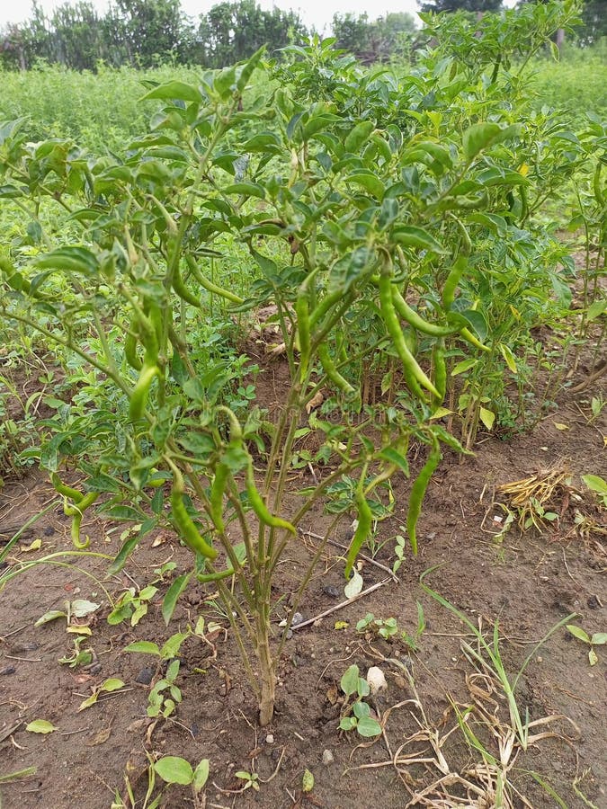 Green chilli tree at field stock image. Image of field - 253460111