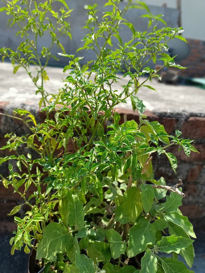 Green Chilli Tree in Indian Home Stock Image - Image of summer, chilli ...