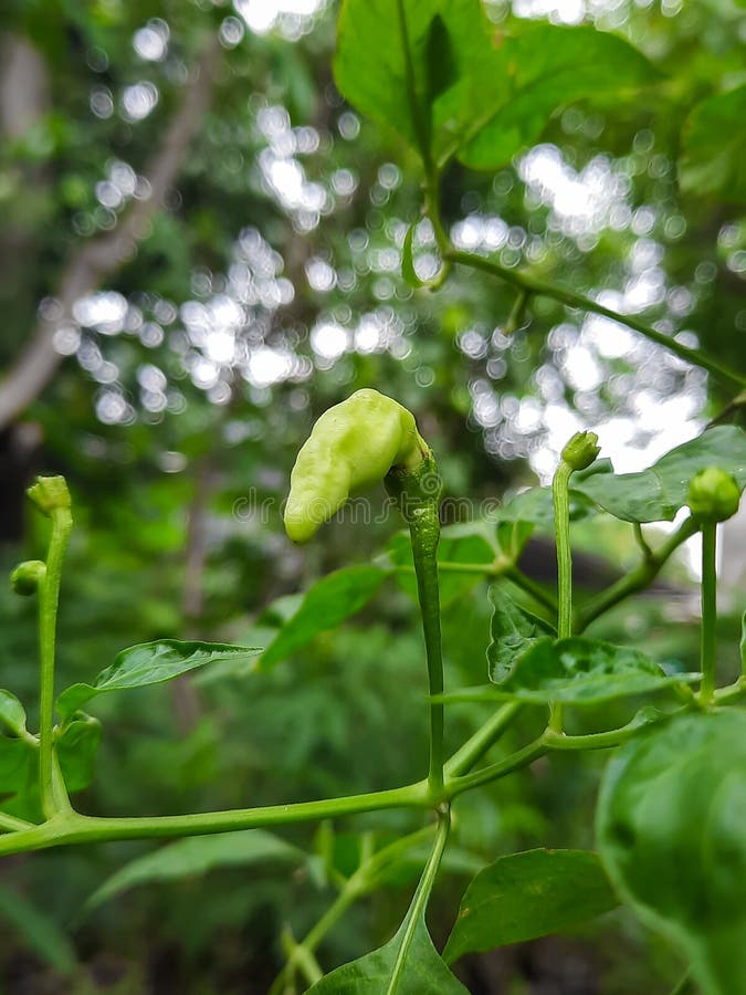 Green Chilli Tree in the Morning Stock Photo - Image of botany ...