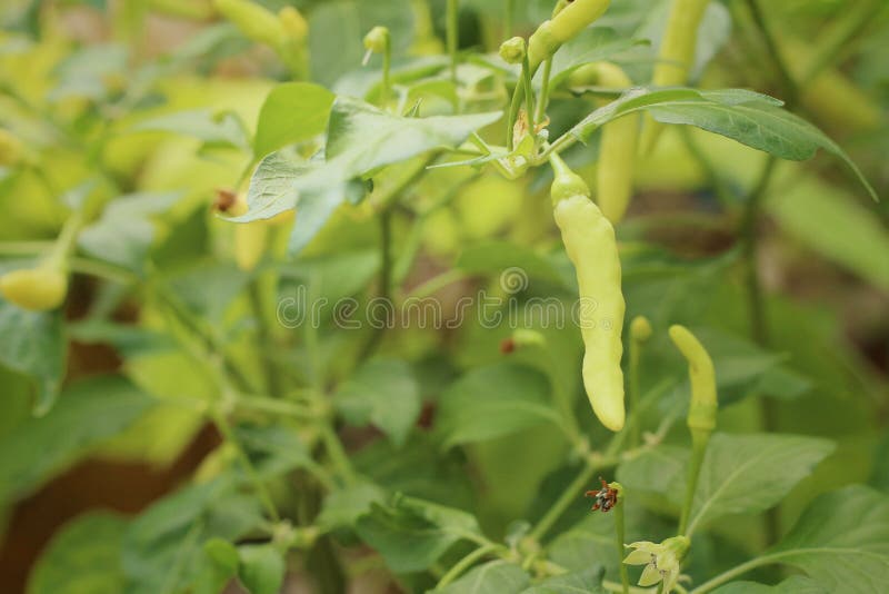 Green Chilli Tree in Nature at the Garden Stock Photo - Image of ...