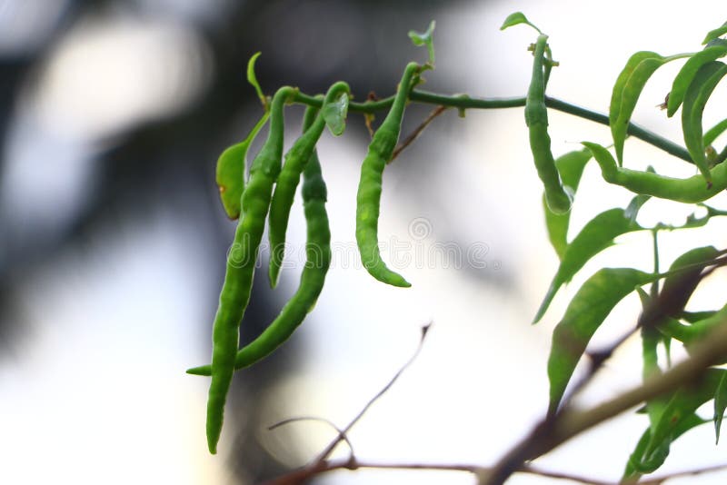 Green Chilli in Tree Planting Stock Photo - Image of chutney, growth ...