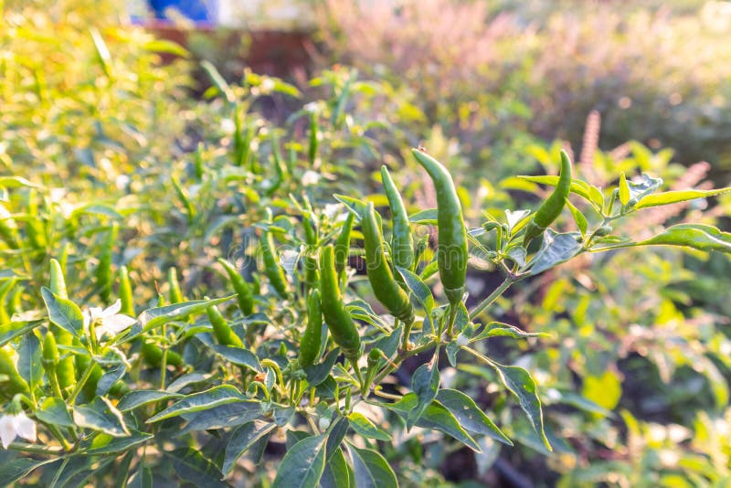 Green Chilli Tree on Sunset Day Stock Photo - Image of bush, foliage ...