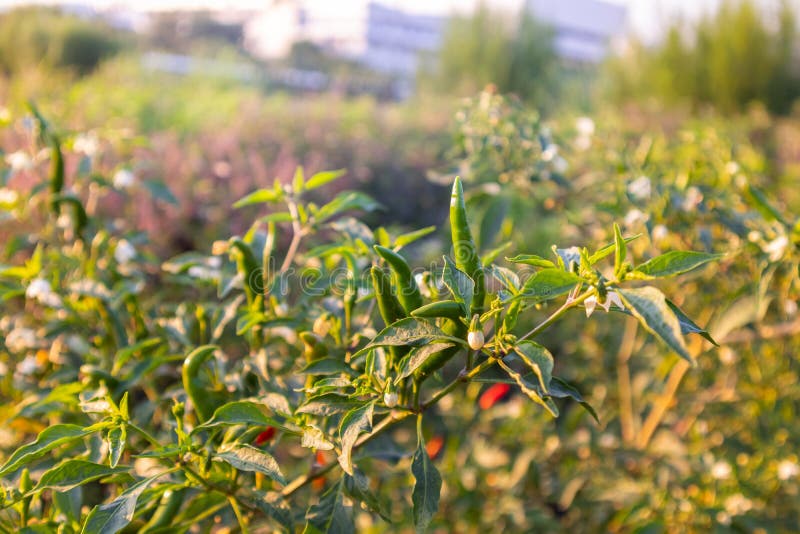 Green Chilli Tree on Sunset Day Stock Photo - Image of food, bush ...
