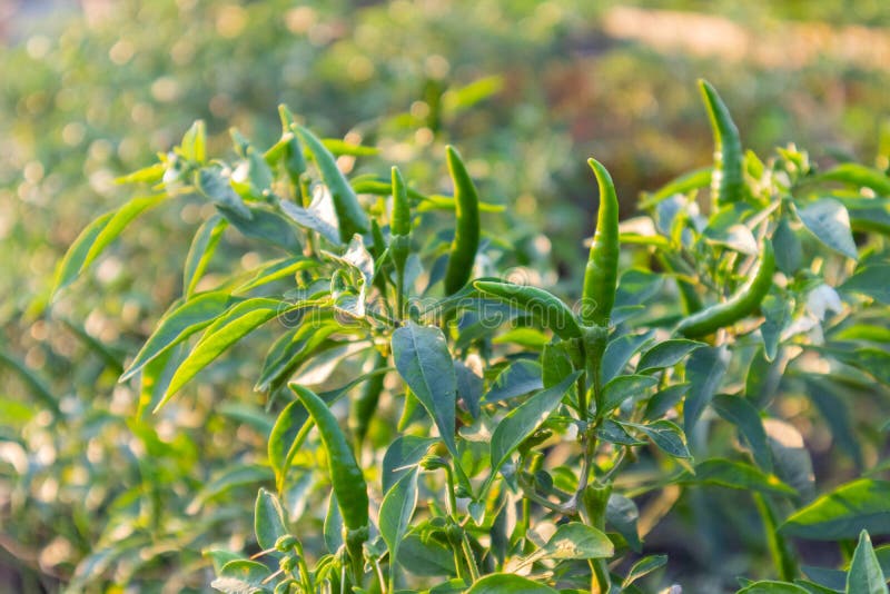 5,782 Green Chilli Tree Stock Photos - Free & Royalty-Free Stock Photos ...