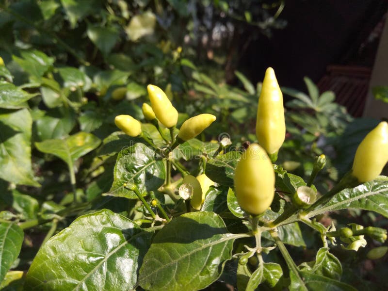 Green chilli.. stock image. Image of mirchi, vegatable - 167940191